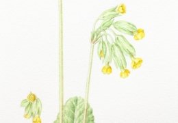 Cowslip – Elanor Wexler